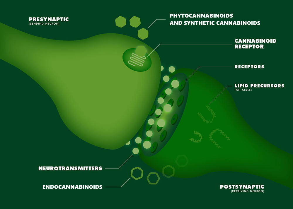 Cannabis Science Inc. - The Science of Cannabinoids Cannabis Science Inc. - The Science of Cannabinoids